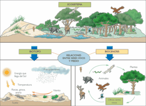 Microclima: definición formación y ejemplos ilustrativos - Ecoarmonia
